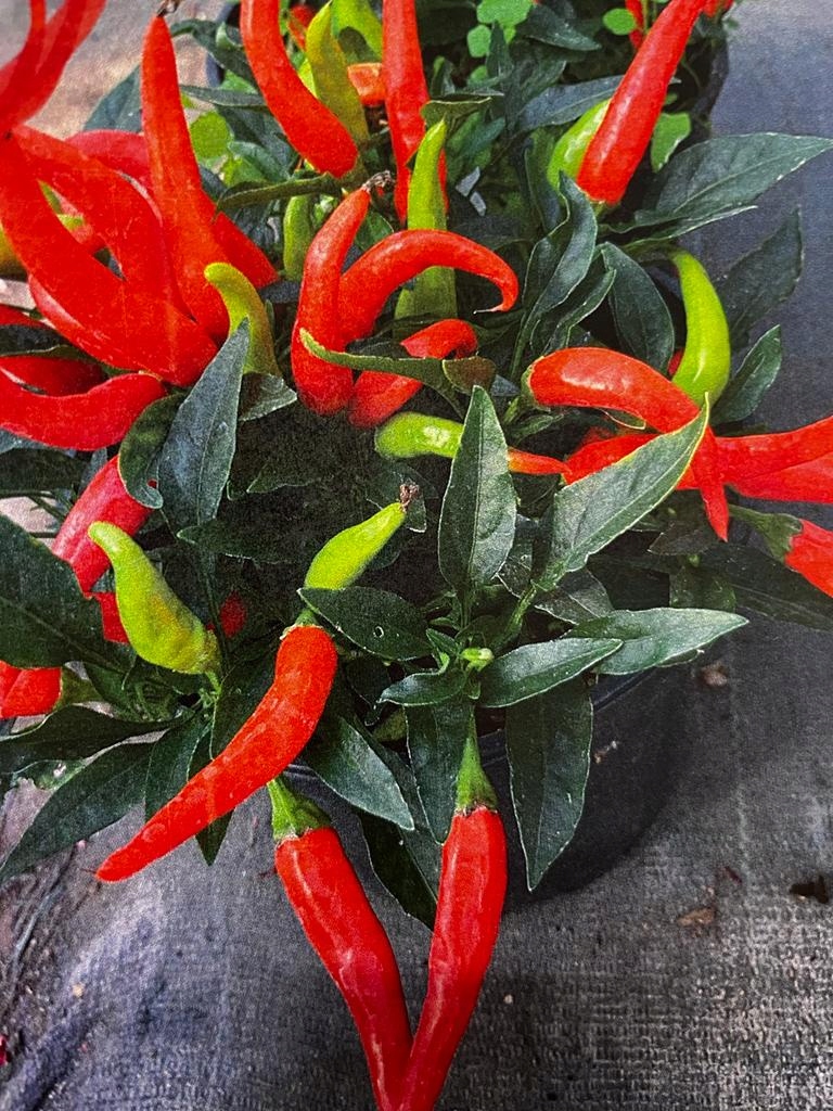 Papryczka mini ostra! Sadzonka w donicy - 14180286328 - oficjalne ...