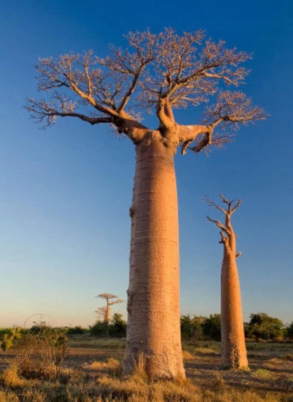 BAOBAB AFRYKAŃSKI Adansonia - sadzonki w don. - 12327470430 - oficjalne ...