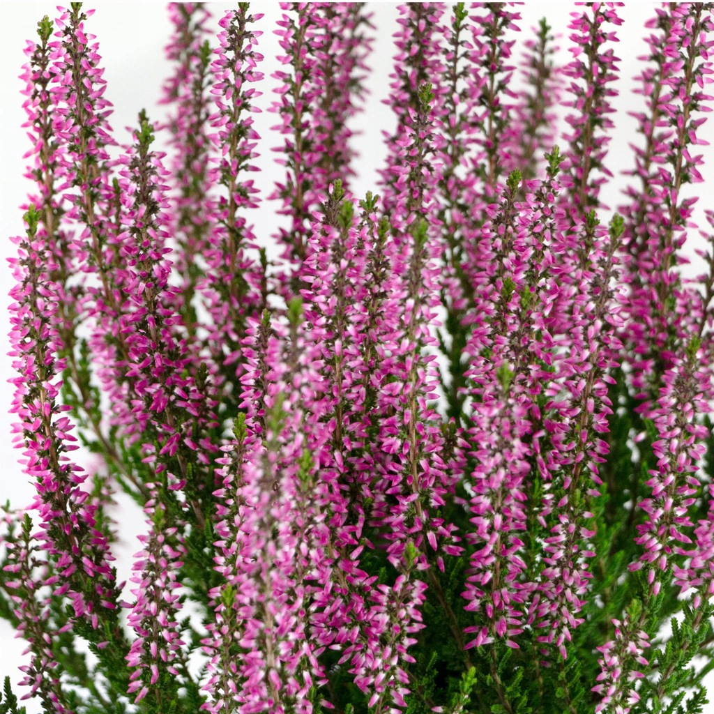 Wrzos pąkowy LIOBE sadzonka różowy 0,5 l - 12644019040 - oficjalne ...