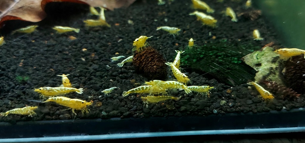 Caridina Galaxy Yellow Fishbone - 10 szt. PIĘKNE - 13148408670 ...