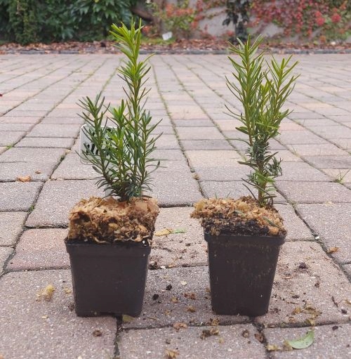 CIS HICKSI - KOLUMNOWY POKRÓJ -SZYBKO ROŚNIE - 11921958621 - oficjalne ...