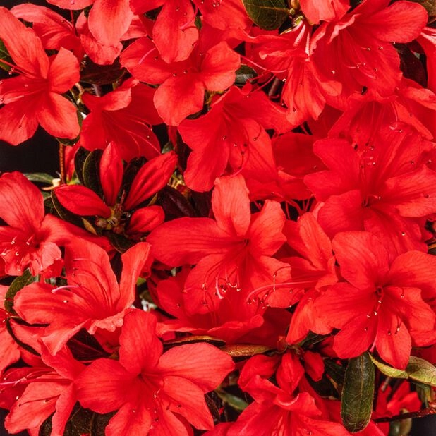 Azalia japońska Addy Wery wysoka wielki kwiat - 13260838727 - oficjalne ...