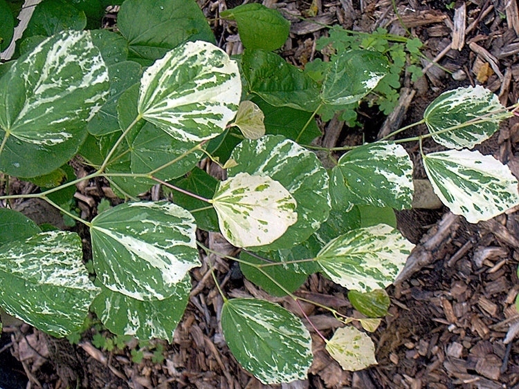 Judaszowiec kanadyjski Alley Cat 150-170cm C10 - 14414459195 - oficjalne archiwum Allegro