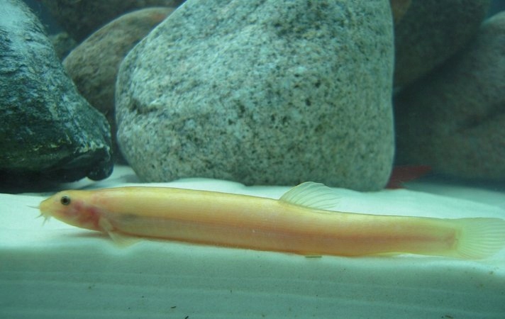 Ryba Piskorz amurski złoty Piskorz mułowy - 12087949291 - oficjalne ...