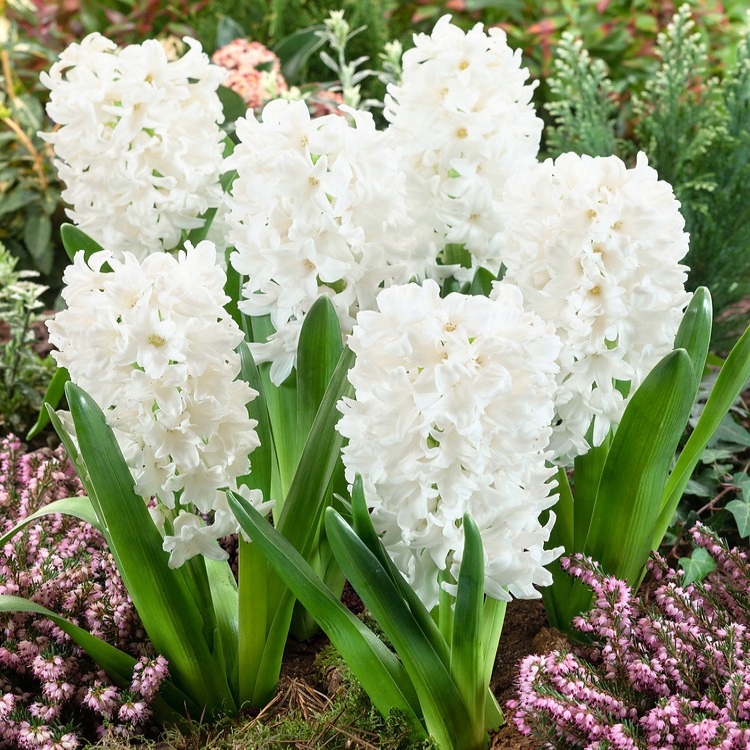 Hiacynt Biały Sadzonki w Doniczce P7 do wnętrza i ogrodu ŁADNA CEBULA ...