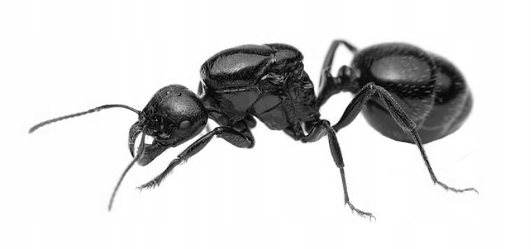 Купить Messor barbarus ants + Смесь семян 100 грамм: отзывы, фото и характеристики на Aredi.ru ...