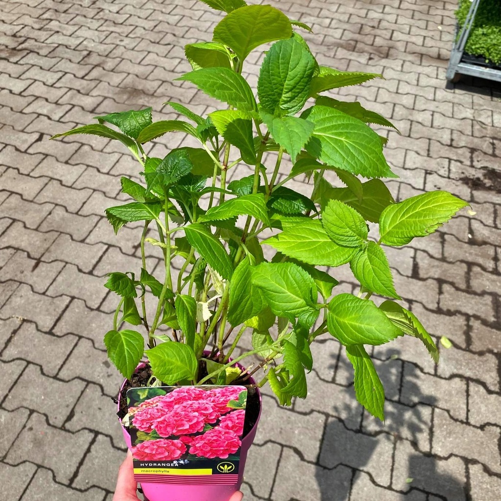 HORTENSJA OGRODOWA SOCZYSTY RÓŻ SADZONKA P14 - 13438498897 - oficjalne archiwum Allegro