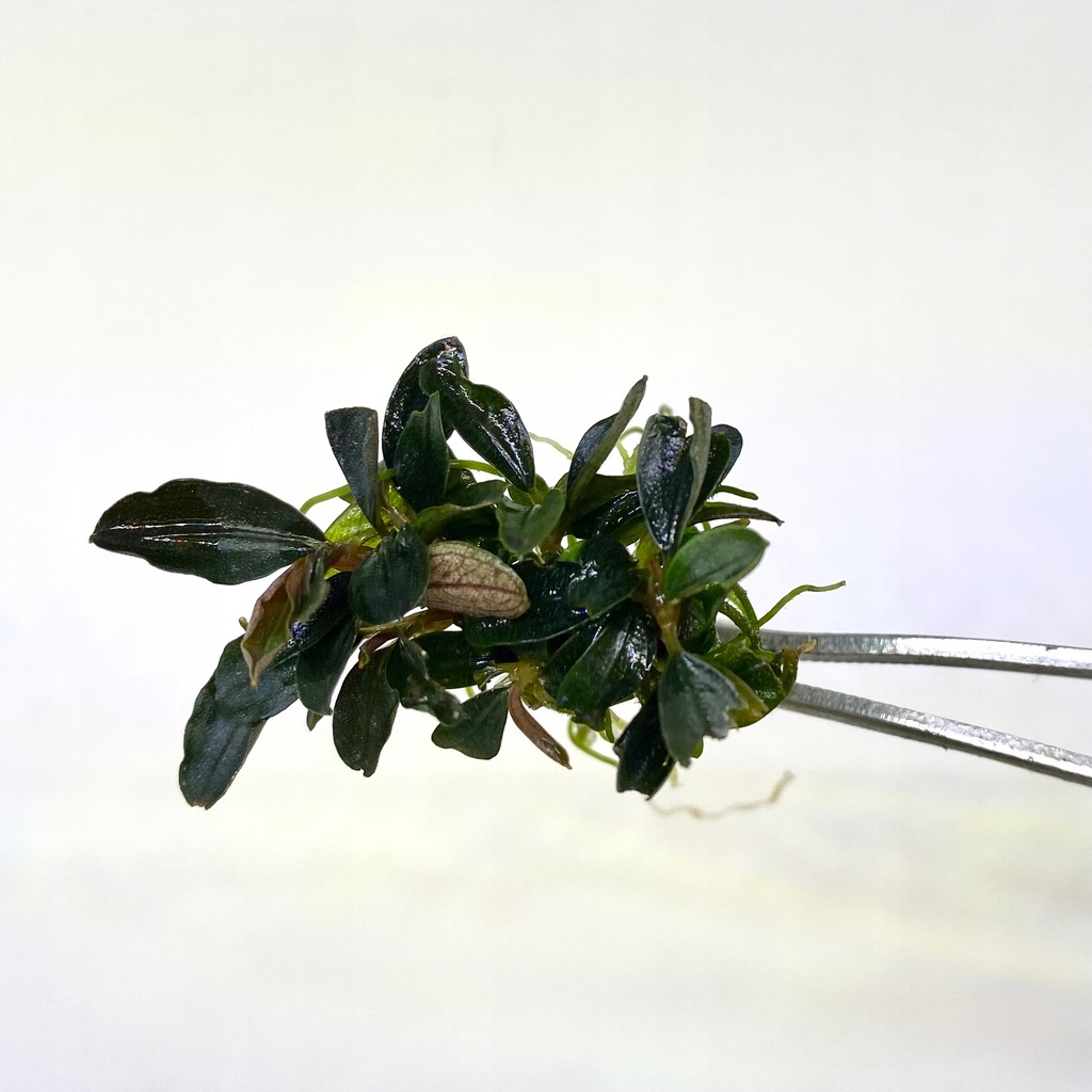 Roślina Bucephalandra red mini SUPER gęsta - 13739941902 - oficjalne ...