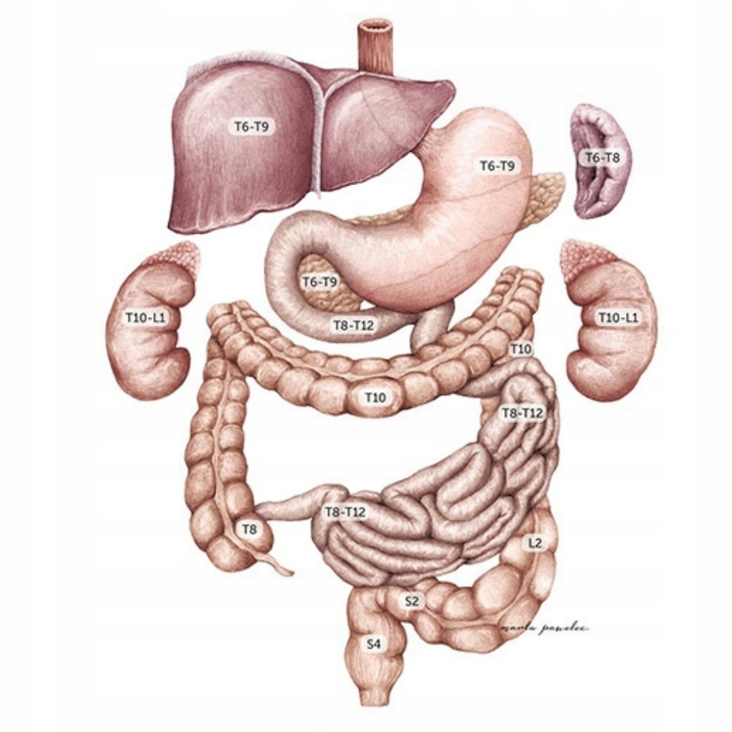 Anatomia TABLICA ANATOMICZNA UKŁAD TRZEWNY - 12681623759 - oficjalne ...