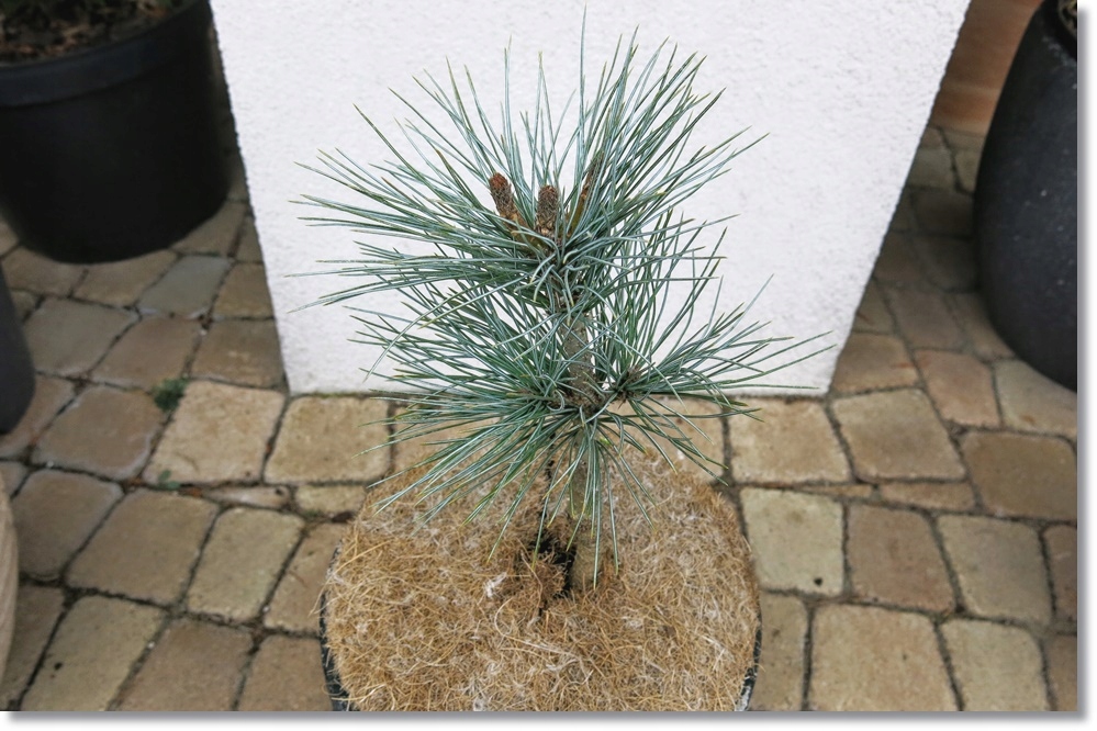 Pinus peuce 'Pacific Blue' - Unikat !!! - 12800826999 - oficjalne ...