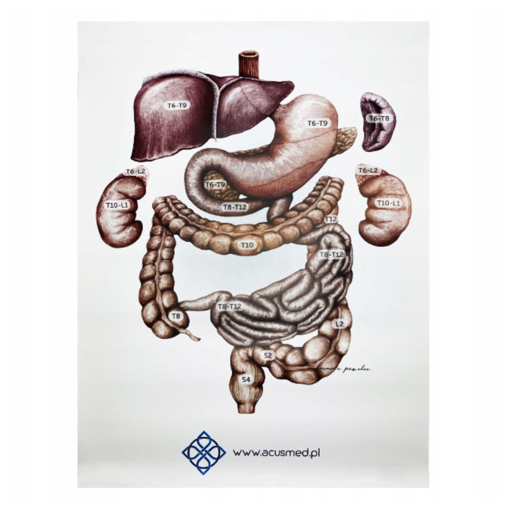 TABLICA ANATOMICZNA UKŁAD TRZEWNY ANATOMIA PLAKAT - 13498122010 ...