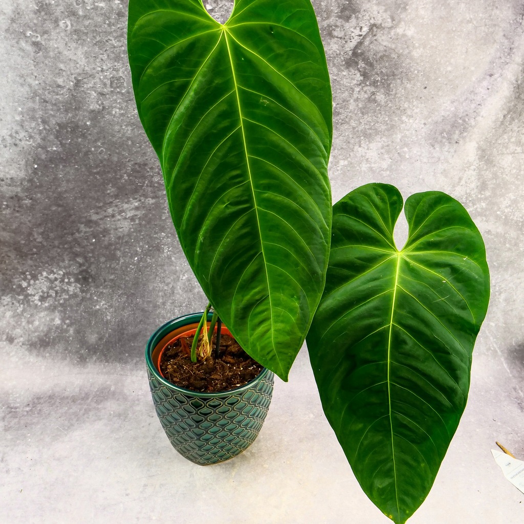 ANTHURIUM QUEREMALENSE anturium OLBRZYMIE LIŚCIE - 13331448156 ...