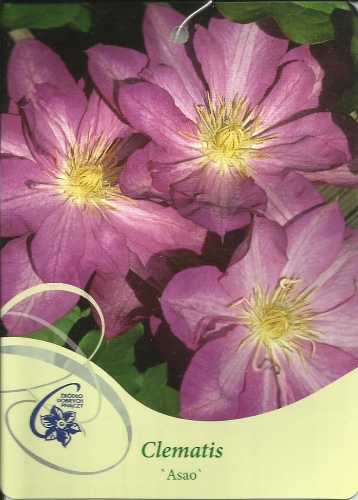 Clematis ASAO Powojnik wielkokwiatowy 2L - 8011245116 - oficjalne ...