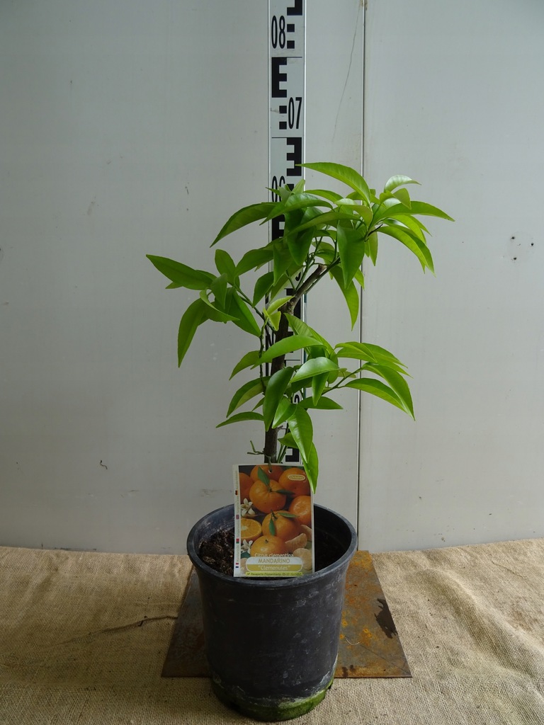 DRZEWO MANDARYNKOWE MANDARYNKA CYTRUS RETICULATA - 7826338091 ... DRZEWO MANDARYNKOWE MANDARYNKA CYTRUS RETICULATA - 7826338091 ...