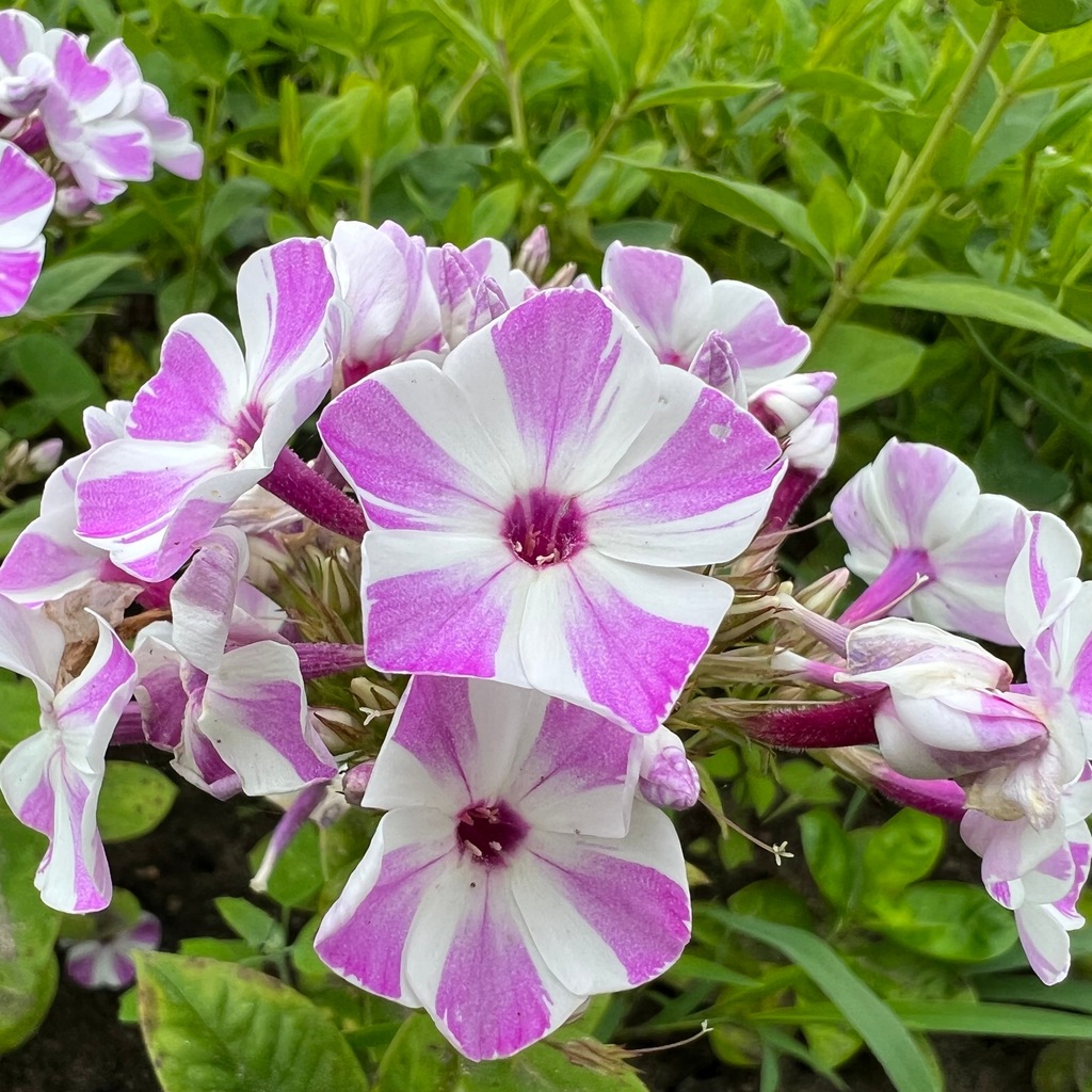 FLOKS WIECHOWATY LILAC STAR PHLOX DWUKOLOROWY - 12461674943 - oficjalne archiwum Allegro