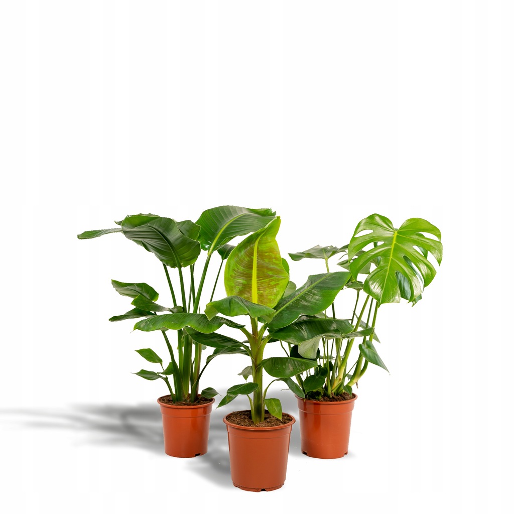 Monstera Deliciosa, Musa Dwarf +Strelitzia Nicolai - 12076519542 ...