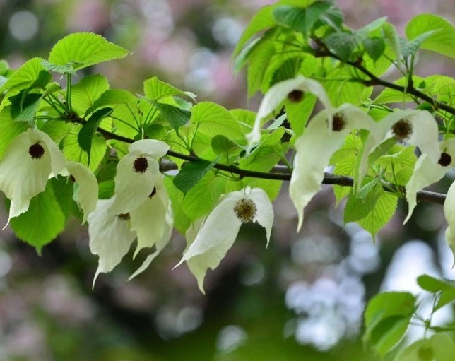 DAWIDIA SONOMA, SZYBKO KWITNACA! SADZONKI 100 cm - 9231675399 ...