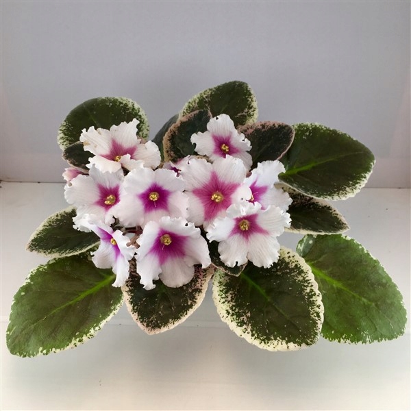 Fiołek afrykański # LE-Lelik #sadzonka - 13598936164 - oficjalne ...