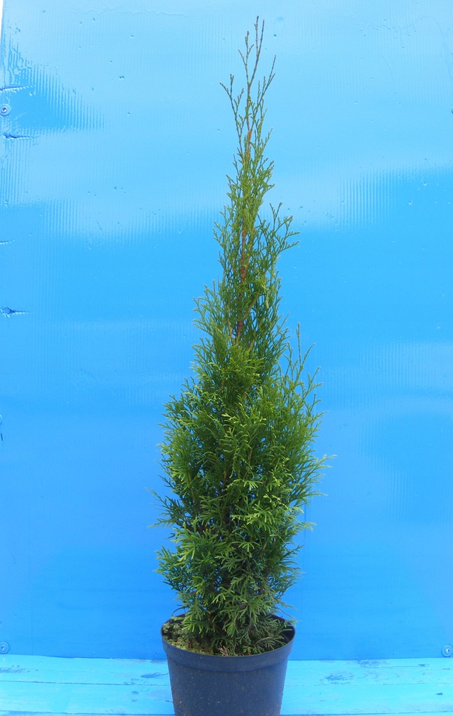 TUJA SZMARAGD ( 'Smaragd') , doniczka C3, 80 cm - 7558182347 ...