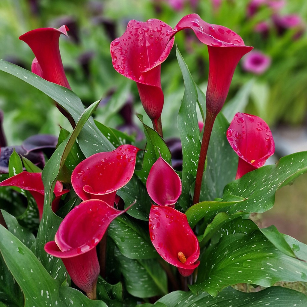 KALIA ZANTEDESCHIA ROYAL VALENTINE 1 szt - 15176386058 - oficjalne ...