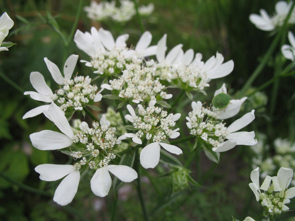 Orlaja wielkokwiatowa - Orlaya grandiflora - 12686413530 - oficjalne ...