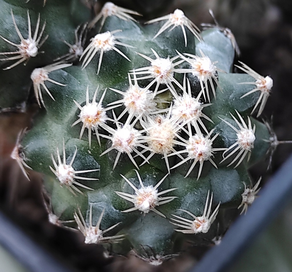 Pediocactus despainii SB1947 w Emery Co, Ut - 12759790117 - oficjalne ...