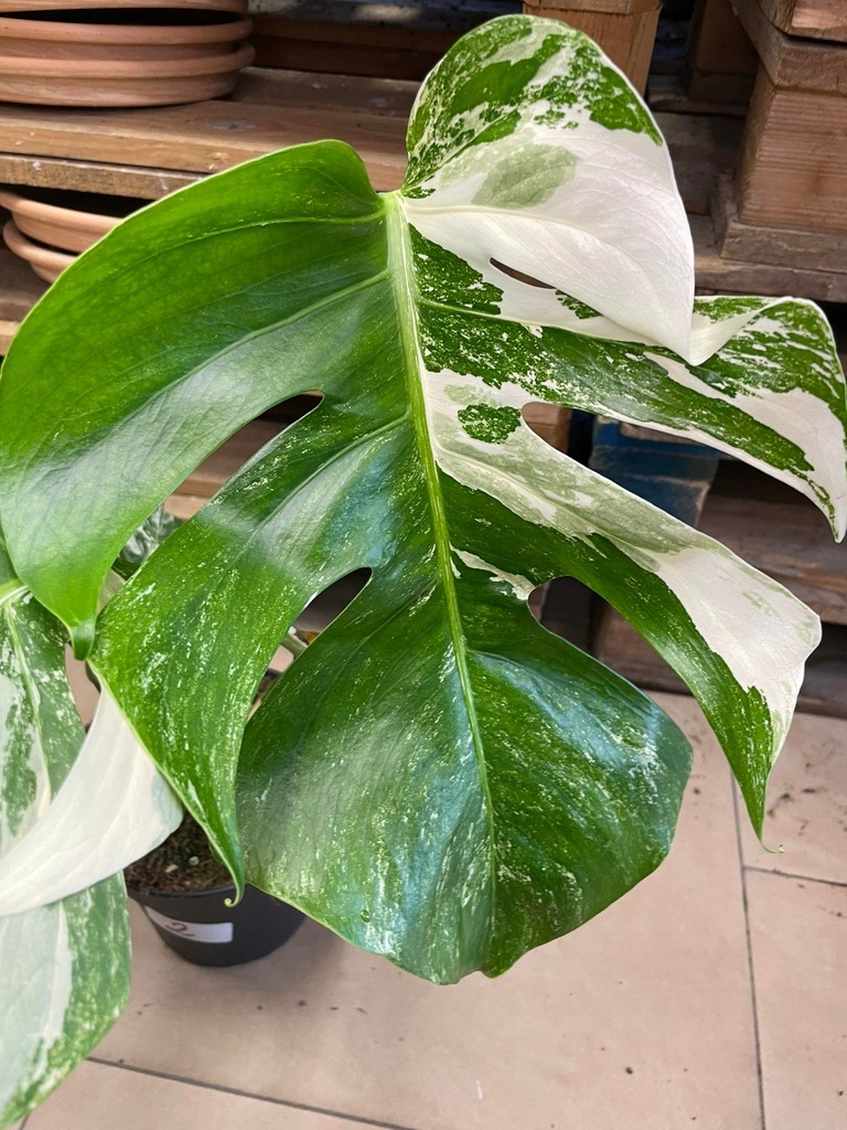 monstera deliciosa Variegata BIAŁA nr 2 - 12681197934 - oficjalne ...