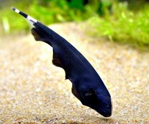 Duch amazoński - 12834394790 - oficjalne archiwum Allegro