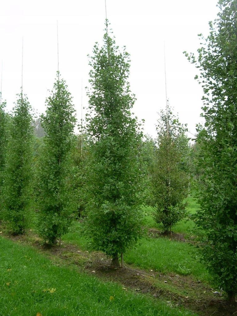 MIŁORZĄB FASTIGIATA kolumnowy - 11184691082 - oficjalne archiwum Allegro