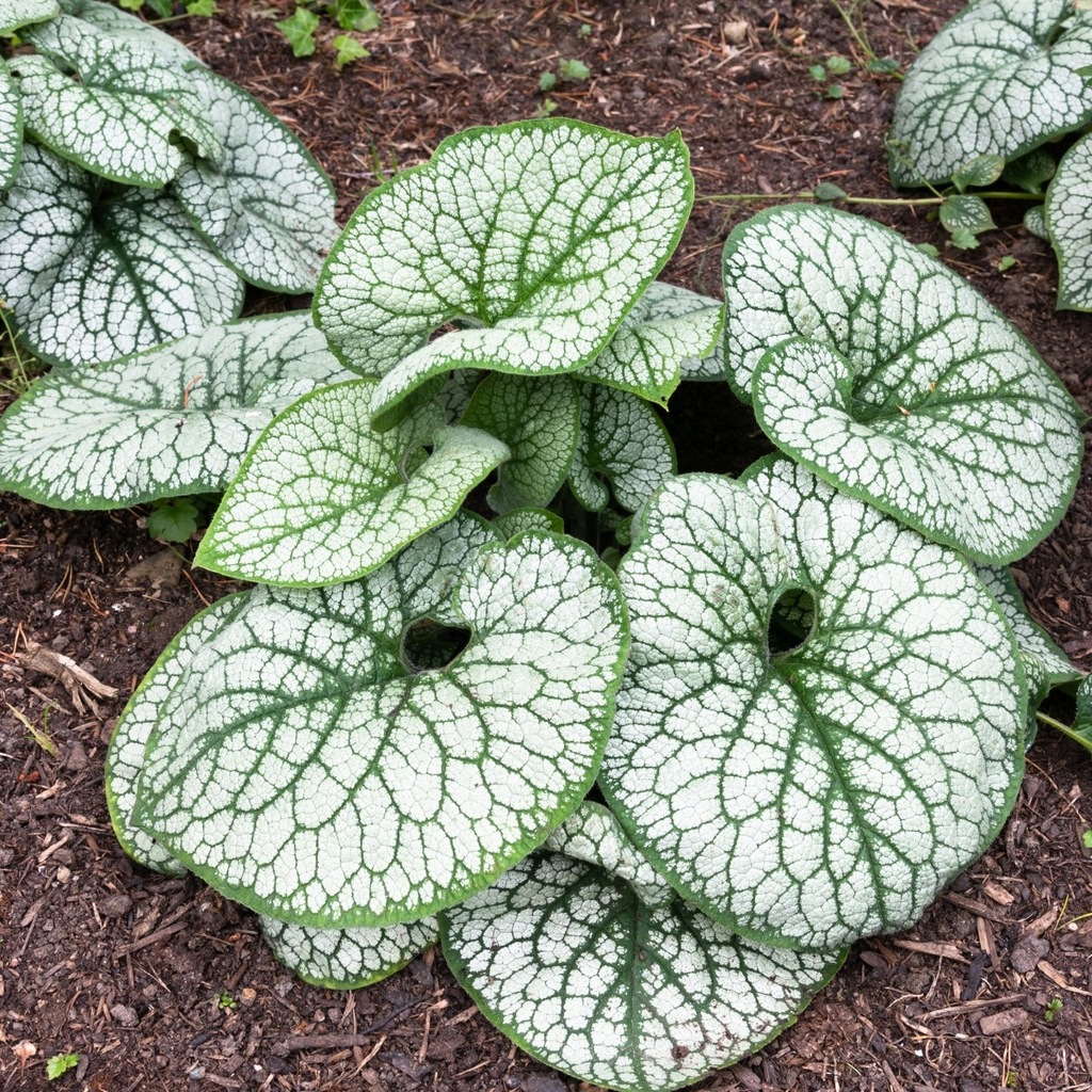 BRUNERA SEA HEART Doniczka P11 METALICZNA - 13716771551 - oficjalne ...