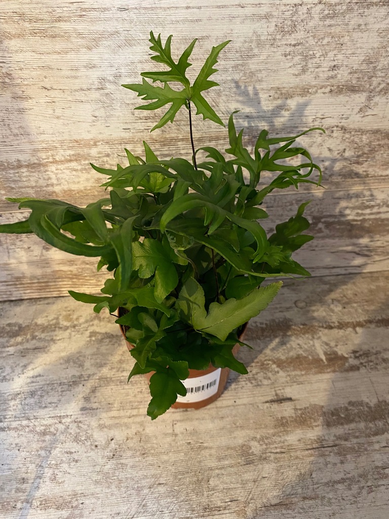 Varens mix paproć ogrodowa 30cm donica 12cm - 10649082855 - oficjalne ...