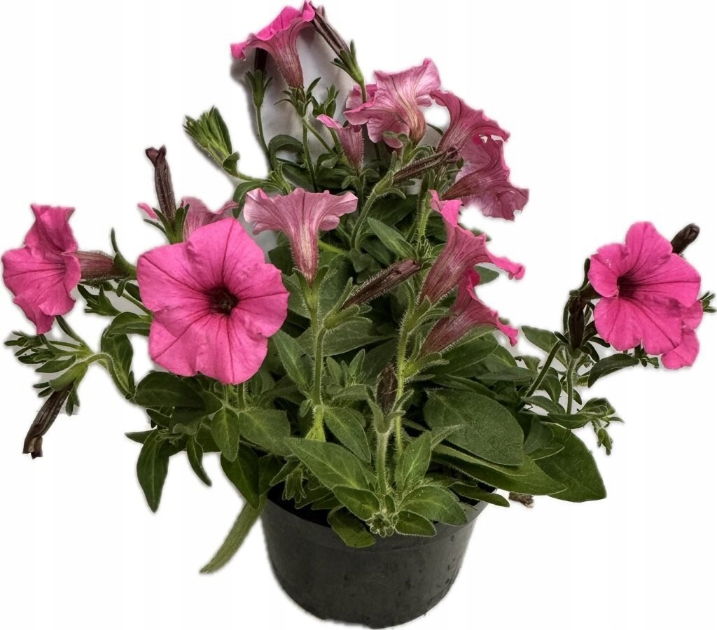 Sadzonka Surfinia Vista Mini Różowa Duże Sadzonki Kwiaty Ogród p9 ...