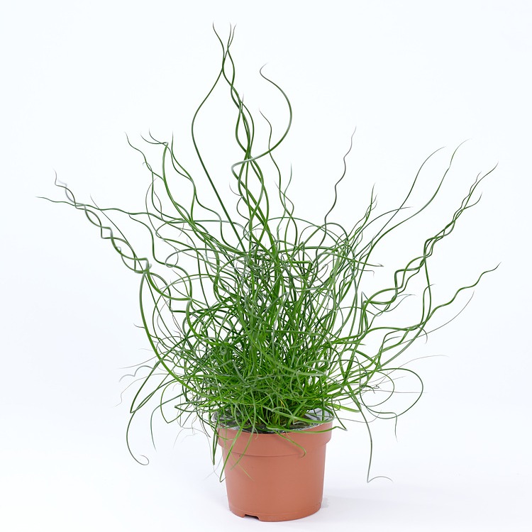 Sit Trawa Spiralna Korkociąg Twister Sadzonka P12 - 13680514118 ...