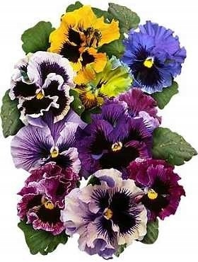 Bratek Fiołek wielkokwiatowy Rokoko 0,3 g nasiona - 9504547701 ...