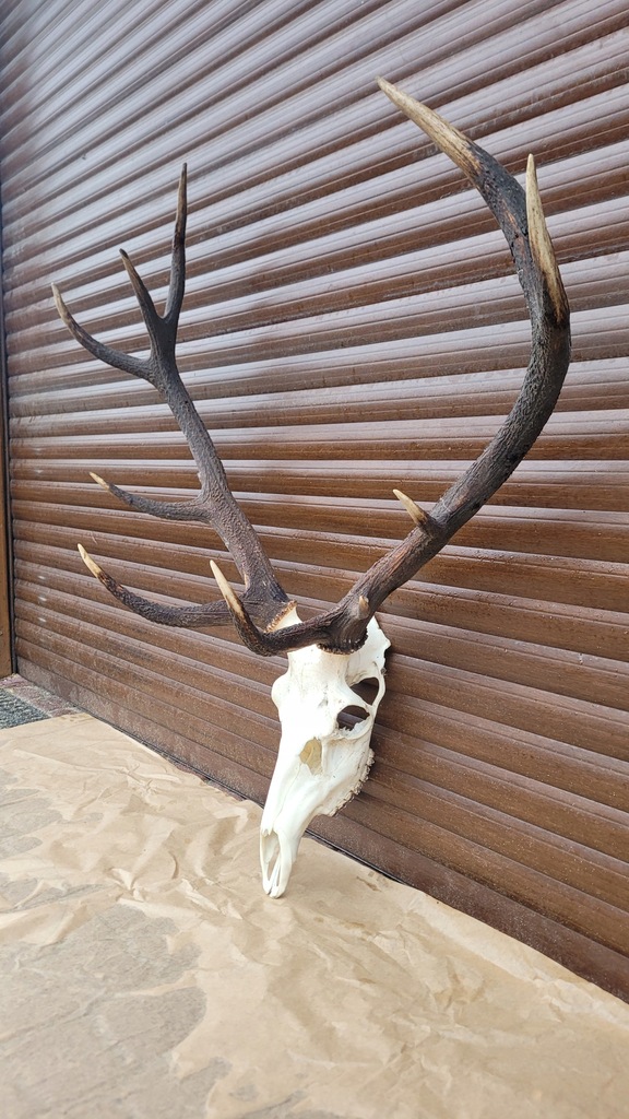 Wieniec JELEŃ byk poroze z czaszką retro rogi - 13061183910 - oficjalne ...