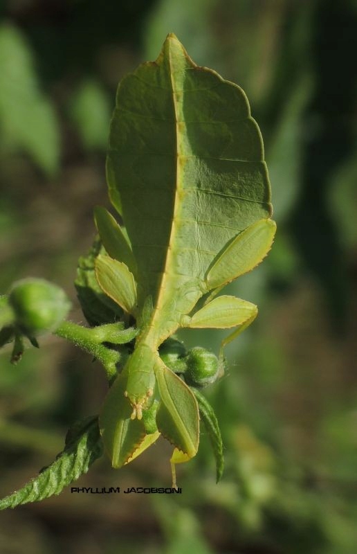Straszyk Liściec Strzałkowy - Phyllium Jacobsoni - 10977240750 ...