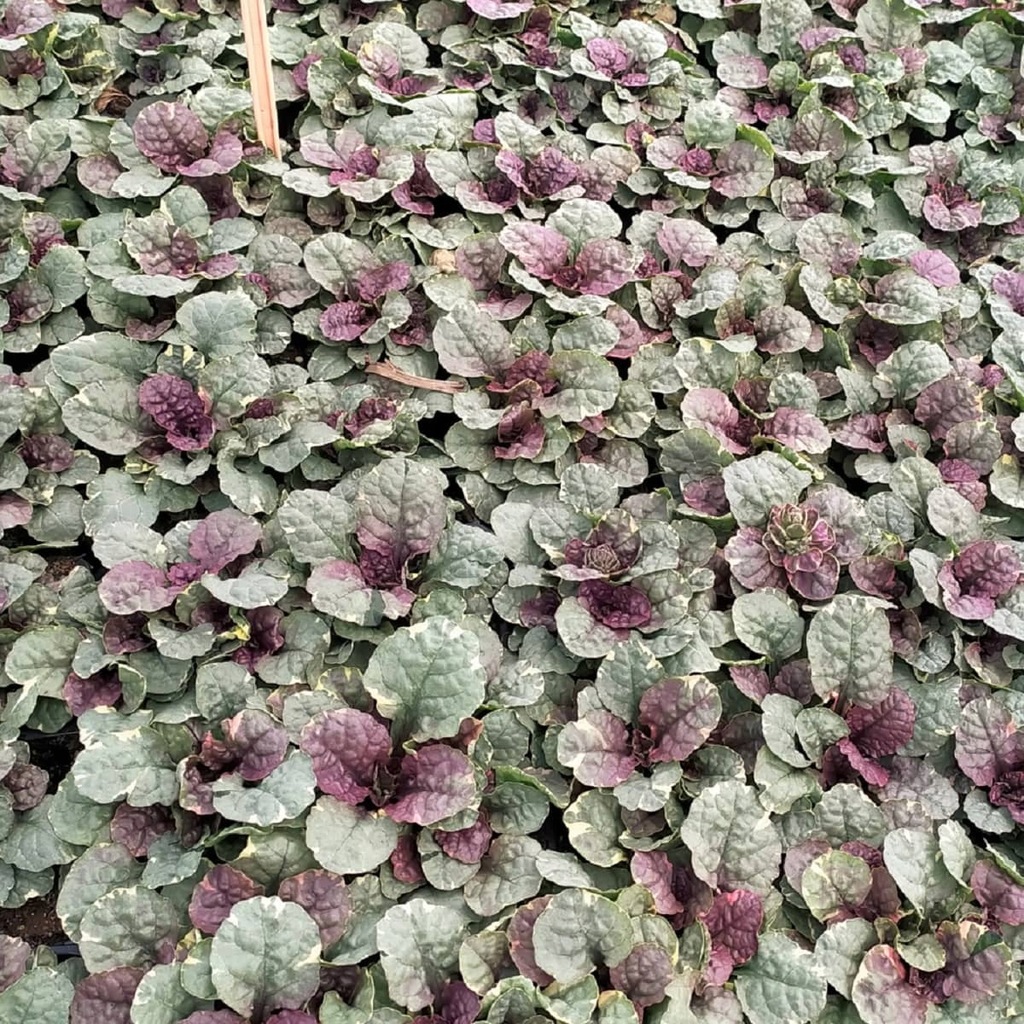 Dąbrówka Rozłogowa Sugar Plum Sadzonka Byliny - 13747018820 - oficjalne ...