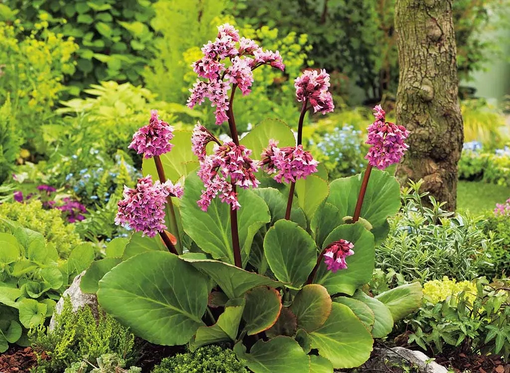 BERGENIA SERCOWATA SERCOLISTNA SADZONKA | 1 KŁĄCZE - 13129518875 ...