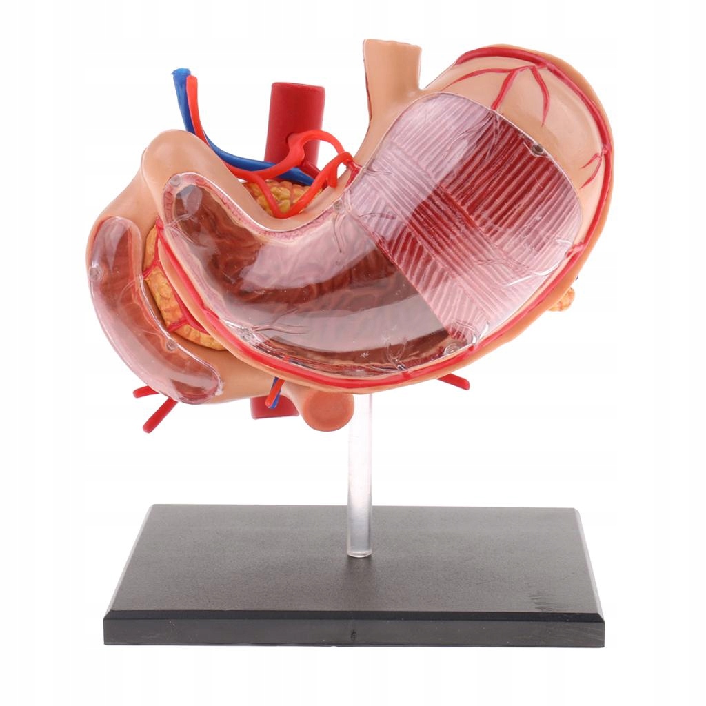 4D Highly Detailed Human Stomach Anatomical Model Digestive Organs ...