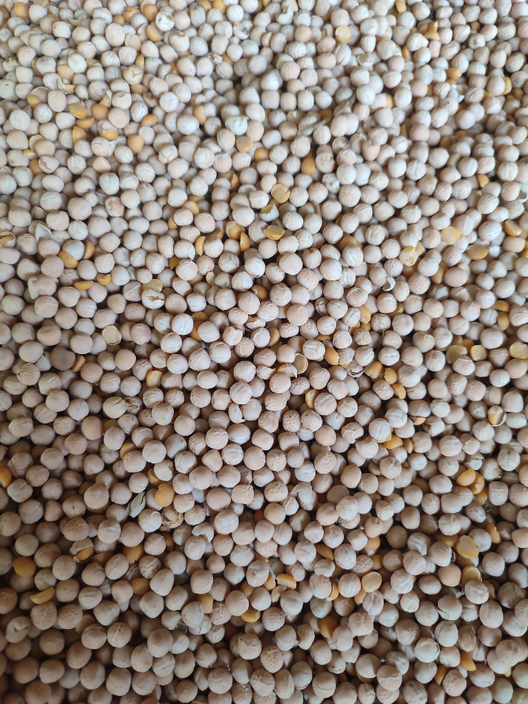 Groch siewny Batuta kwalifikat C1 25kg na poplon - 14242497682 ...