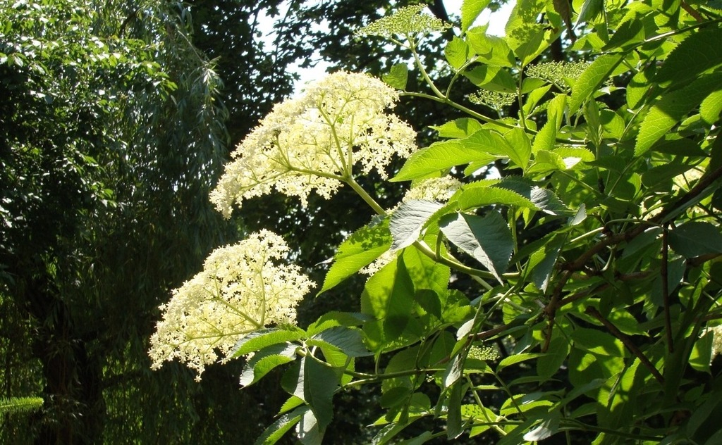 CZARNY BEZ DZIKI BEZ CZARNY K. - 7610786566 - oficjalne archiwum Allegro