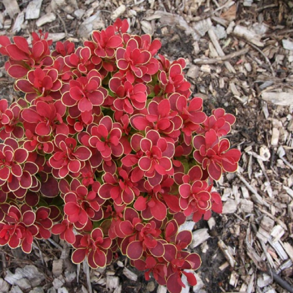 Berberys Thunberga Ruby Star - 12127473670 - oficjalne archiwum Allegro