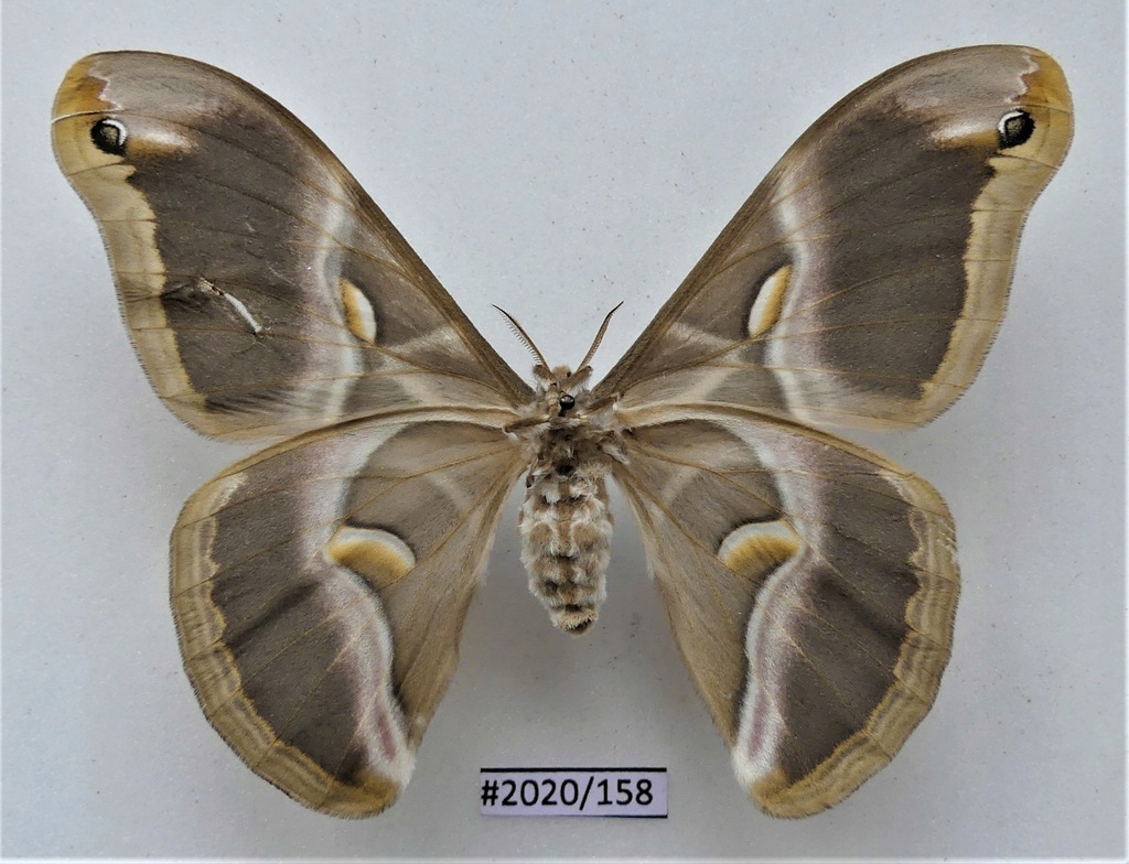 Motyl Samia cynthia ricini 93mm samiec odwrotka. - 13023789897 ...