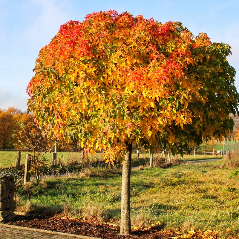 Ambrowiec amerykański GUM BALL Sadzonka XL 5litrów - 12304250710 ...