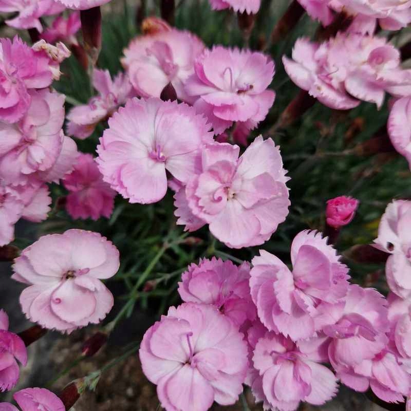 Goździk siny "Dinetta Pink" - 14405519878 - oficjalne archiwum Allegro