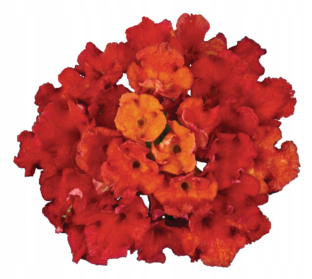 Lantana camara Bloomify Red Cytrynowy ZAPACH - 11789864082 - oficjalne ...