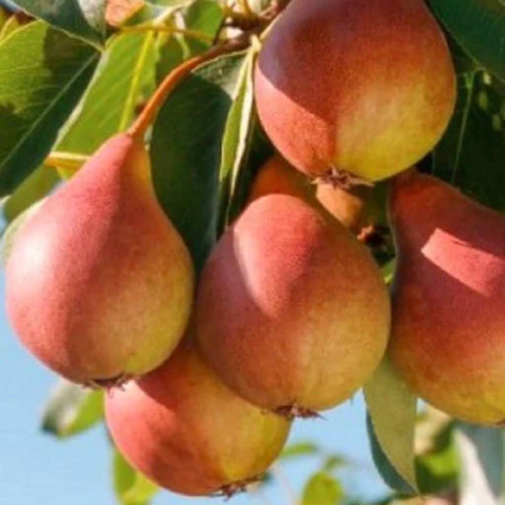 Grusza kolumnowa Garden Early DRZEWKO OWOCOWE - 12873622742 - oficjalne ...