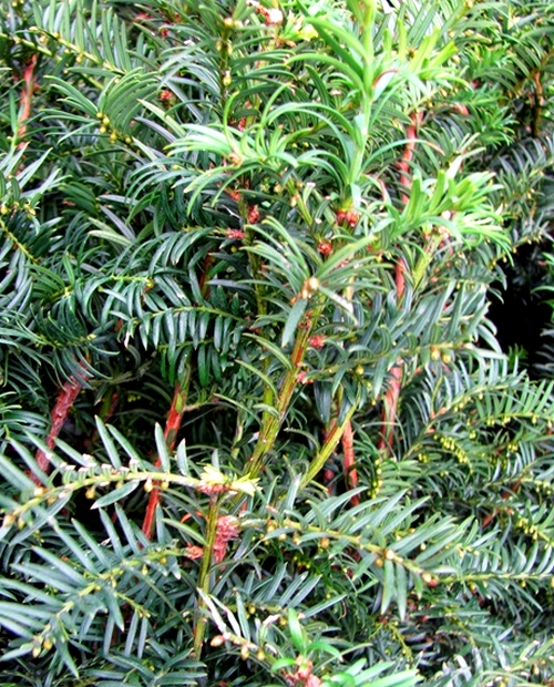 Cis Repandens NISKI KRZEW - 8030825180 - oficjalne archiwum Allegro