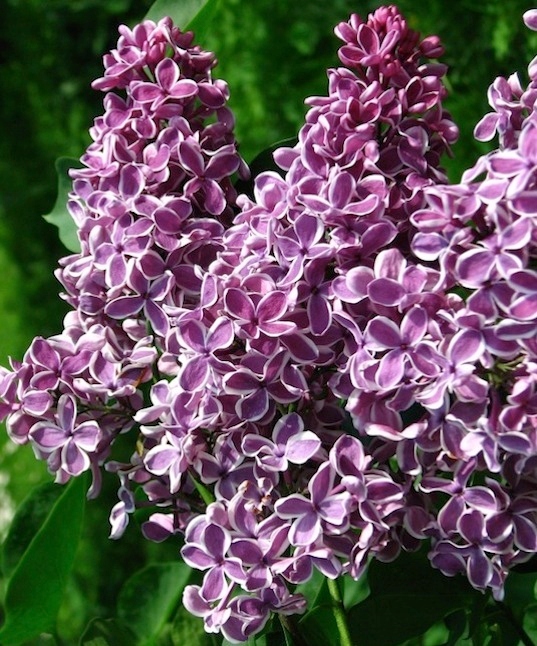 Bez - lilak pospolity Sensation - 12203982388 - oficjalne archiwum Allegro