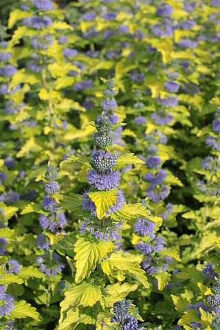 BARBULA KLANDOŃSKA HINT OF GOLD pachni Caryopteris - 12506720273 ...